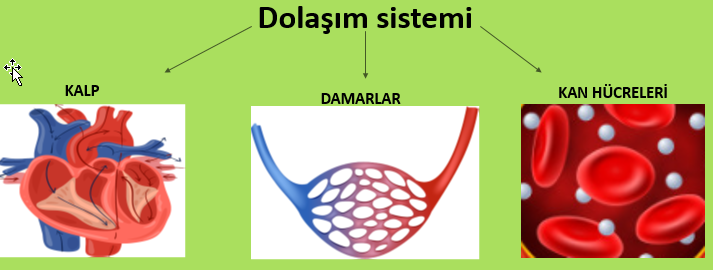 Fen bilimleri: kılcaldamar
