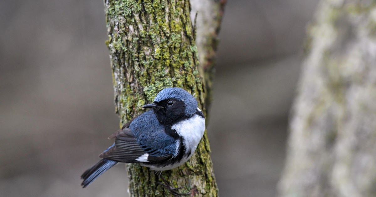 The City Birder: Treehugger Tuesday