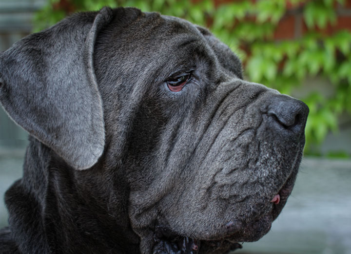 Honey - Neapolitan Mastiff at the Toronto Humane Society
