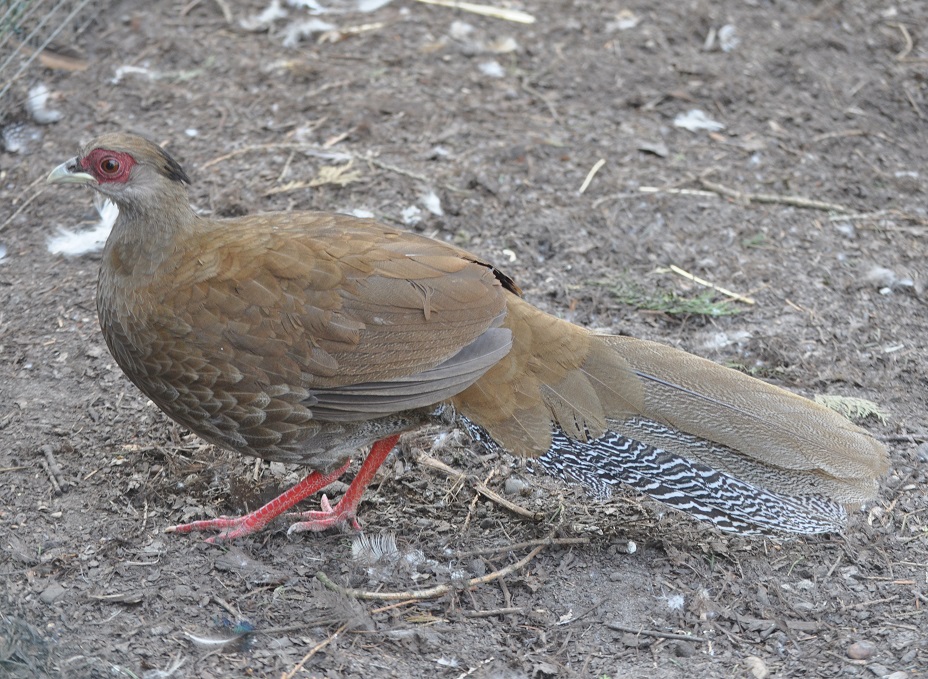 ZOOTOGRAFIANDO (6.100 ANIMALS): FAISÁN PLATEADO / SILVER PHEASANT ...