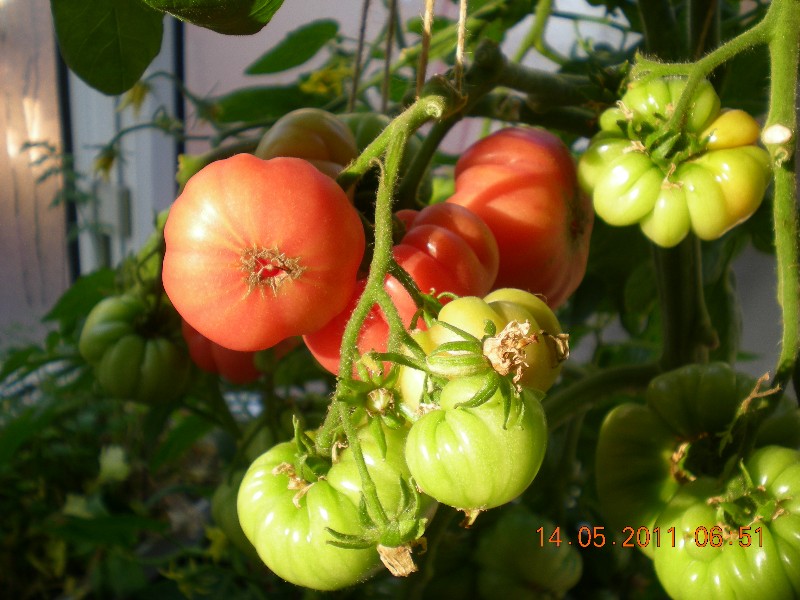 BALKONDA TOPRAKSIZ TARIM: Pembe Domates