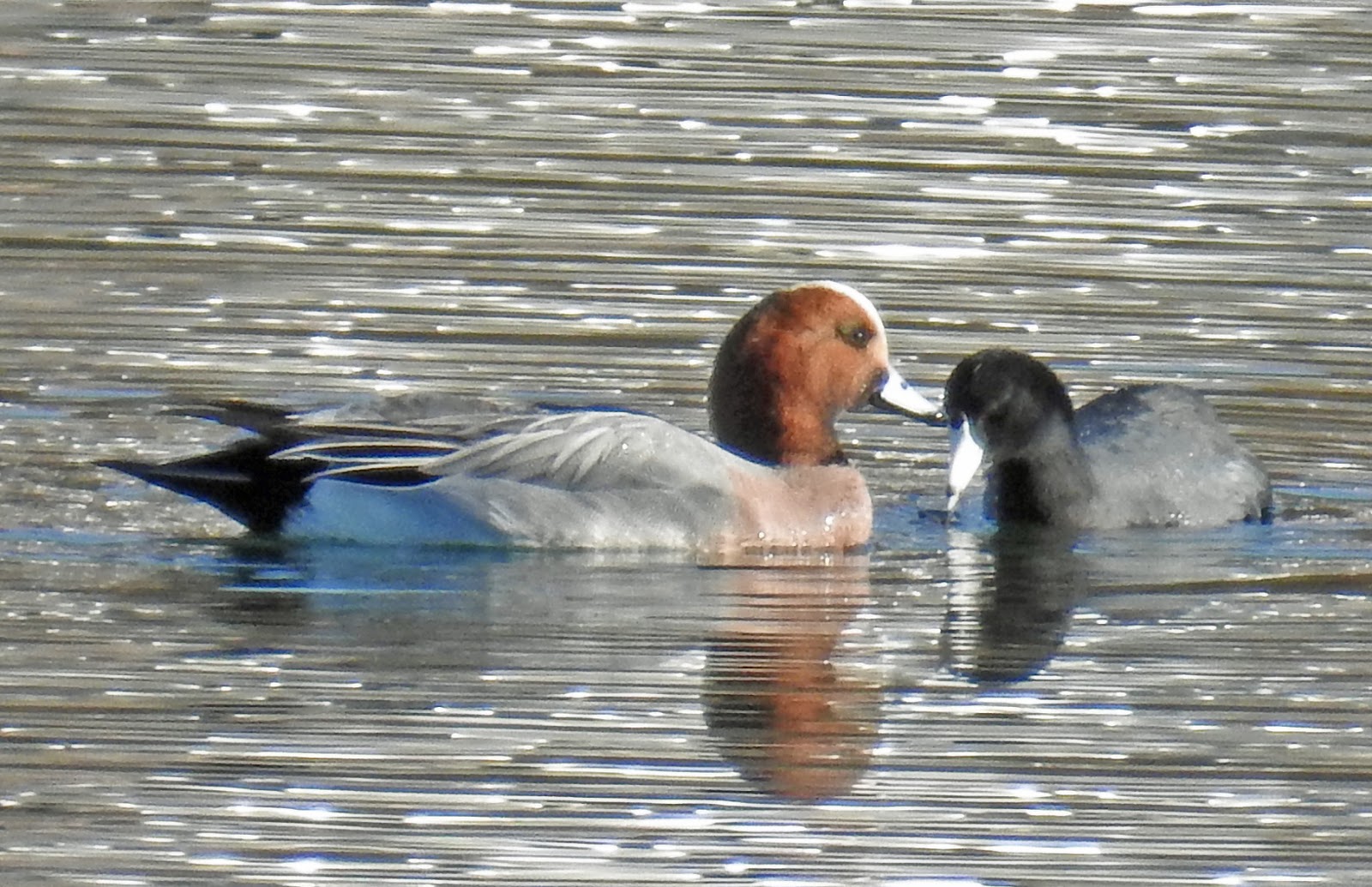 Cascade Ramblings: Rare Bird on the Colorado River