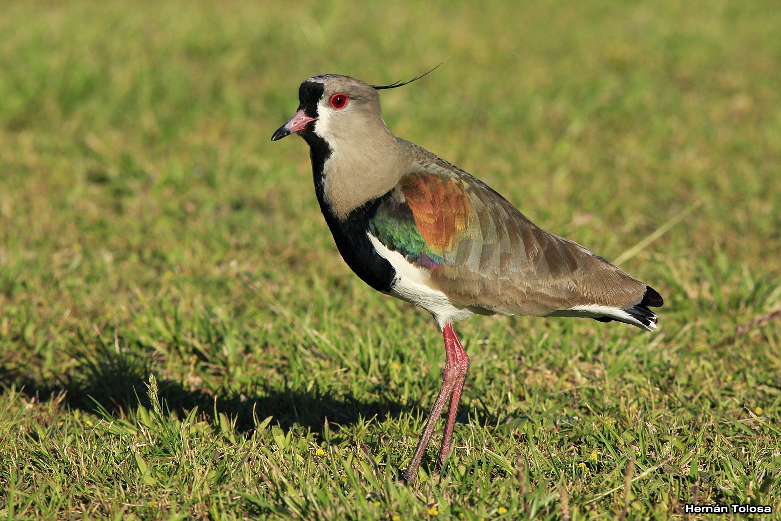 Aves Bonaerenses: Unos teros