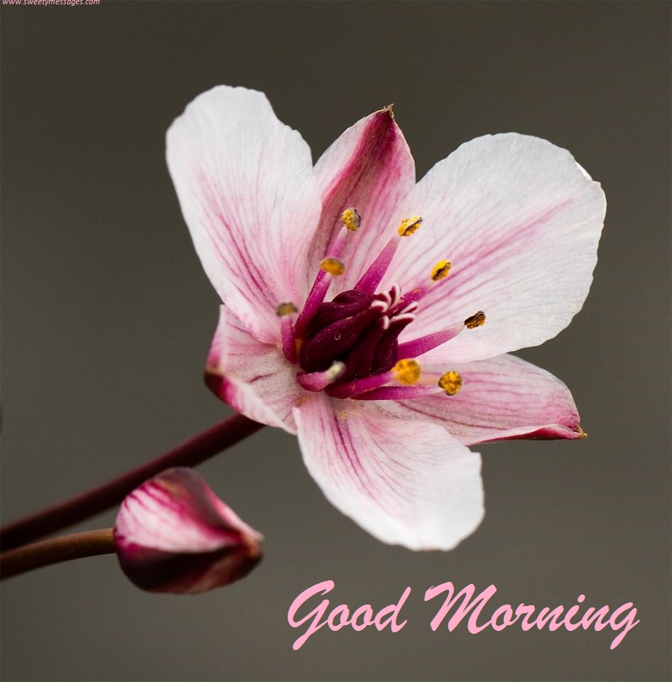 BEST GOOD MORNING IMAGES | Beautiful Messages