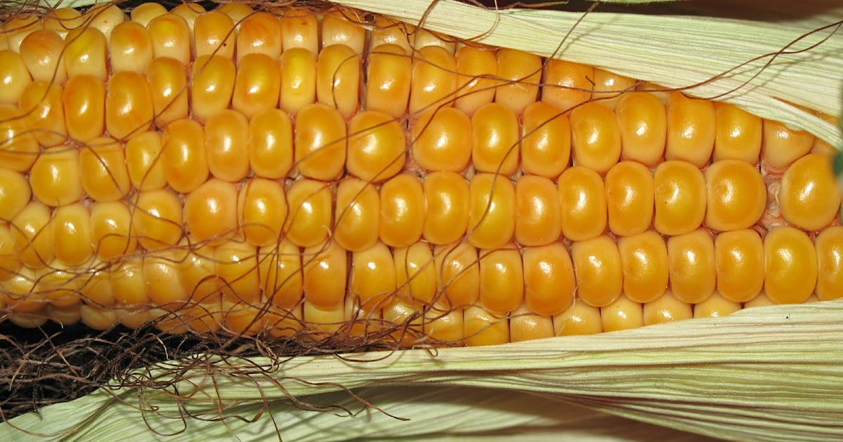 Bibit Jagung Bisi 18