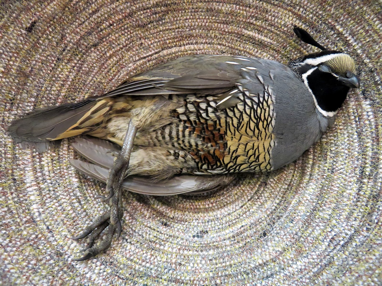 Art In Stitches: PLAYA ... a winter return to paradise.