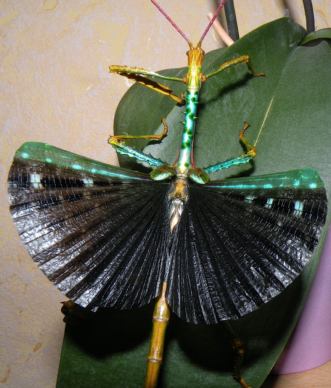 Curiosidades del Mundo: Insectos Hoja e Insectos Palo (Orden Phasmatodea).