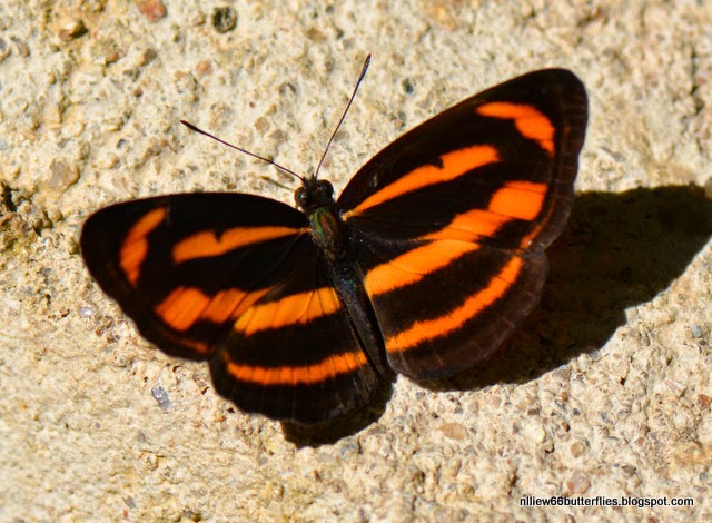 The Forested Path (and Beyond): BUTTERFLIES of RAUB: Neptis miah batara ...