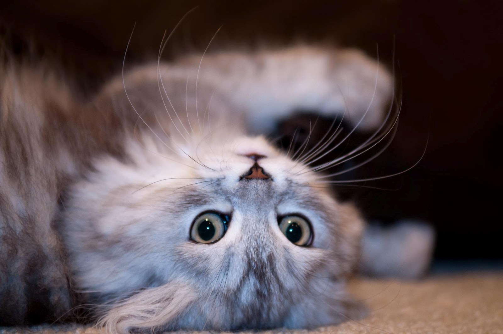 Derp cute cat in high quality