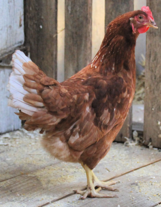 Golden Buff Chickens