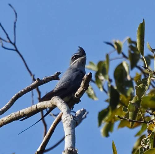 Crested treeswift | Birds of India | Bird World