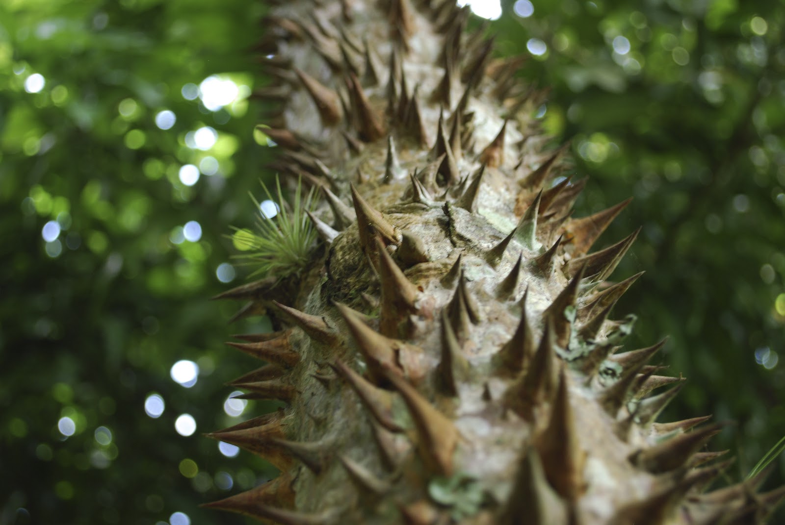 radiant[allusions]: Pochote