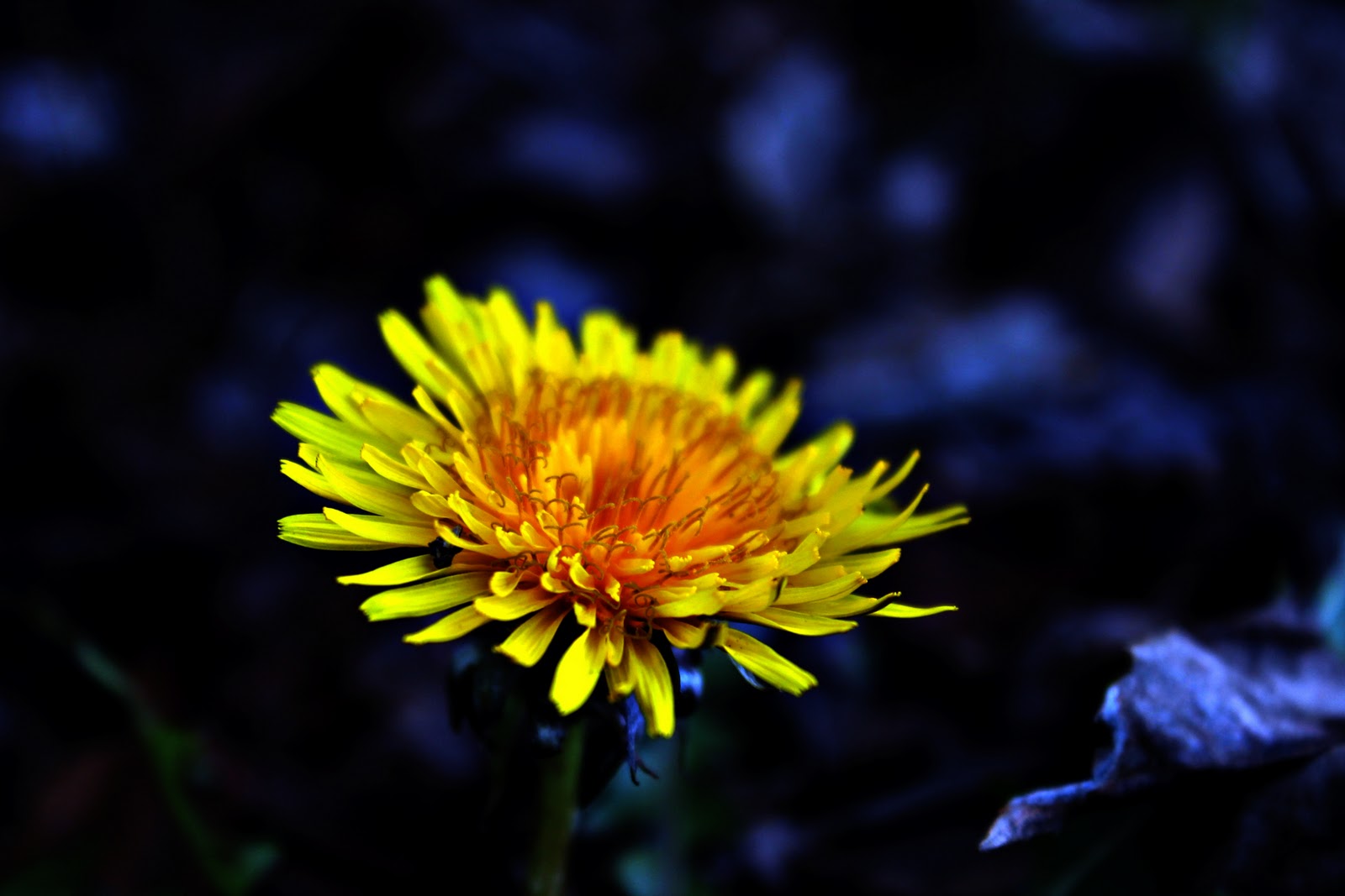 Nicole Ann Williams Photography: Night Dandelion - Side View