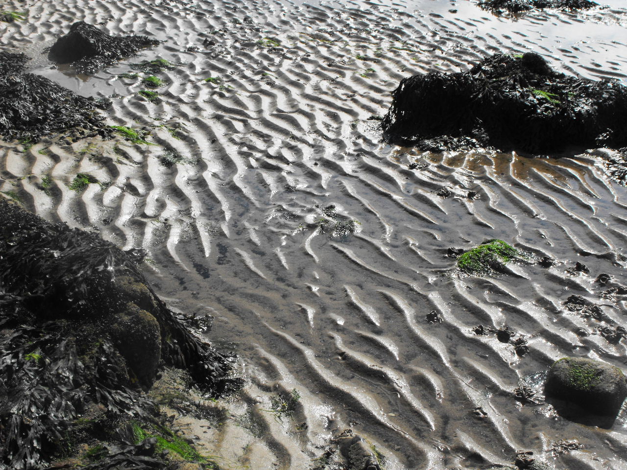 Largo Baywatch: Tidal Sand Ripples