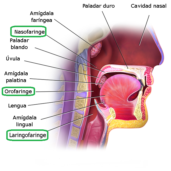 La Faringe y el Esófago
