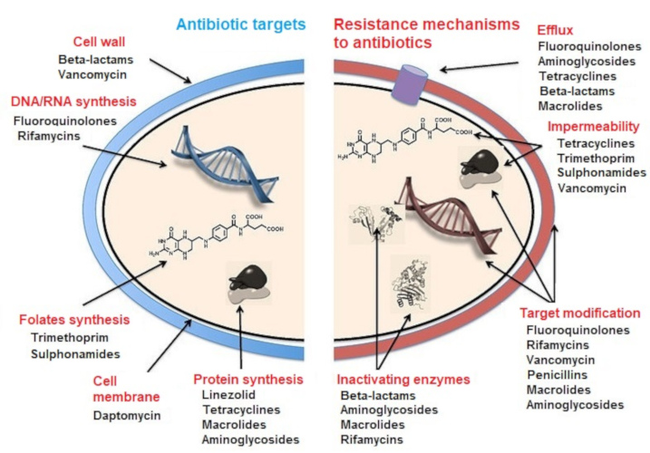 Antibiotics resistance mechanism