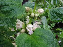 Il giardino delle Naiadi: LAMIUM VARIEGATUM, SE L'OMBRA E' TROPPA
