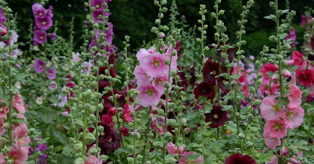 Vår husbilsblogg: Stockrosor