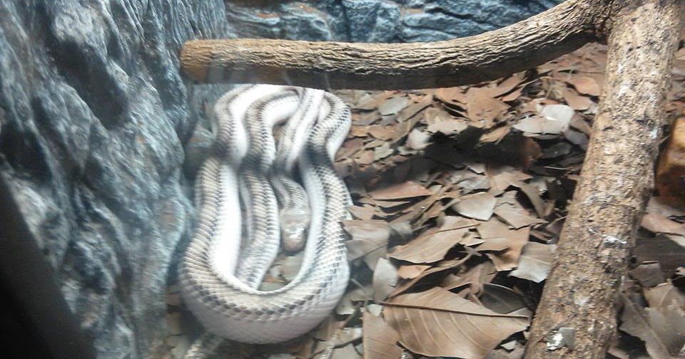 Paano Matuto Mag-English 101: ANG ALAMAT NG AHAS