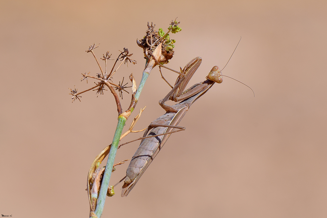 Objetivo: Naturaleza Viva: Mantis religiosa o Santa Teresa (Mantis ...