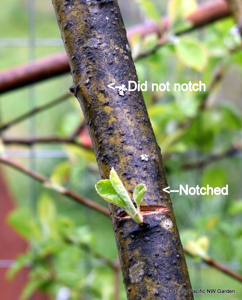 Daniel's Pacific NW Garden: Notching to Encourage Branch Growth. 4.25.2021 Daniel's Pacific NW Garden: Notching to Encourage Branch Growth. 4.25.2021