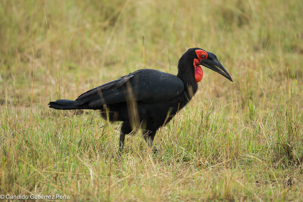 CALAO TERRESTRE - Bucurus Cafer | Observatorio de la Naturaleza