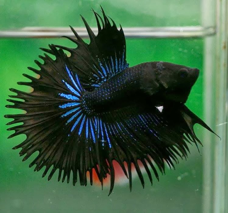 Betta Splendens: Les plus belles photos de Bettas: Septembre 2013