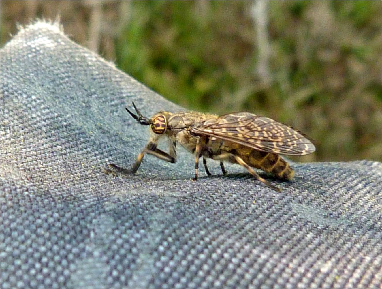 Insects of Scotland: Mosquitoes/Midges/Horseflies