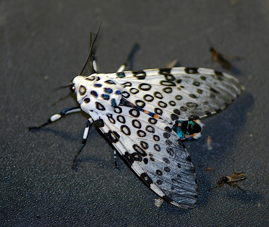 Field Biology in Southeastern Ohio: Noctuid Moths & Tiger Moths