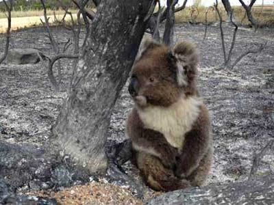 Koala Hunt - Australia