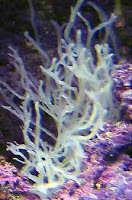 Porifera Kelas Calcarea