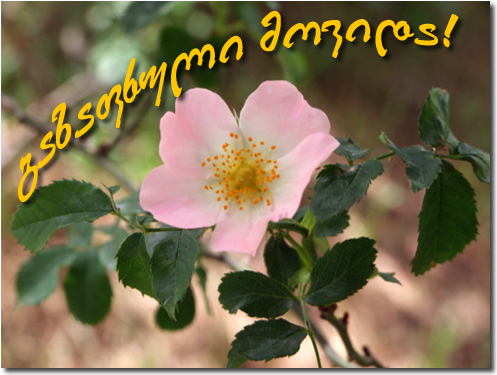 პროექტებით სწავლება