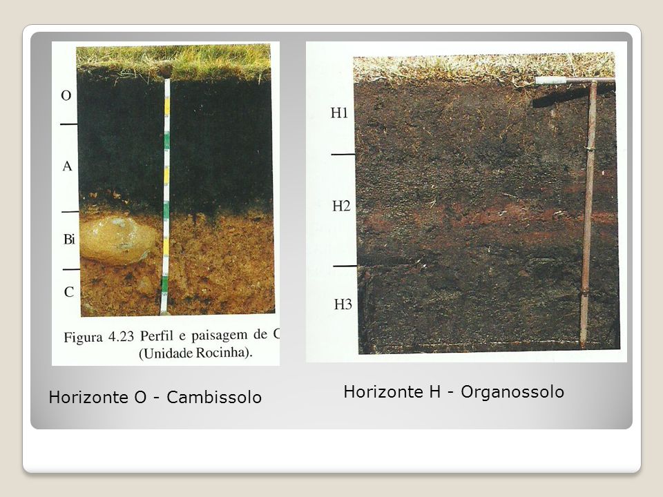 FUNDAMENTOS DE PEDOLOGIA - Organossolo