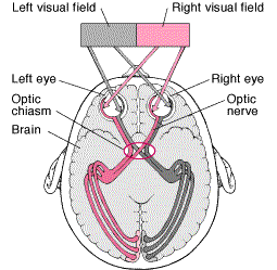 Notez On Nursing....: Cranial Nerve II - Optic Nerve.... CN part 3