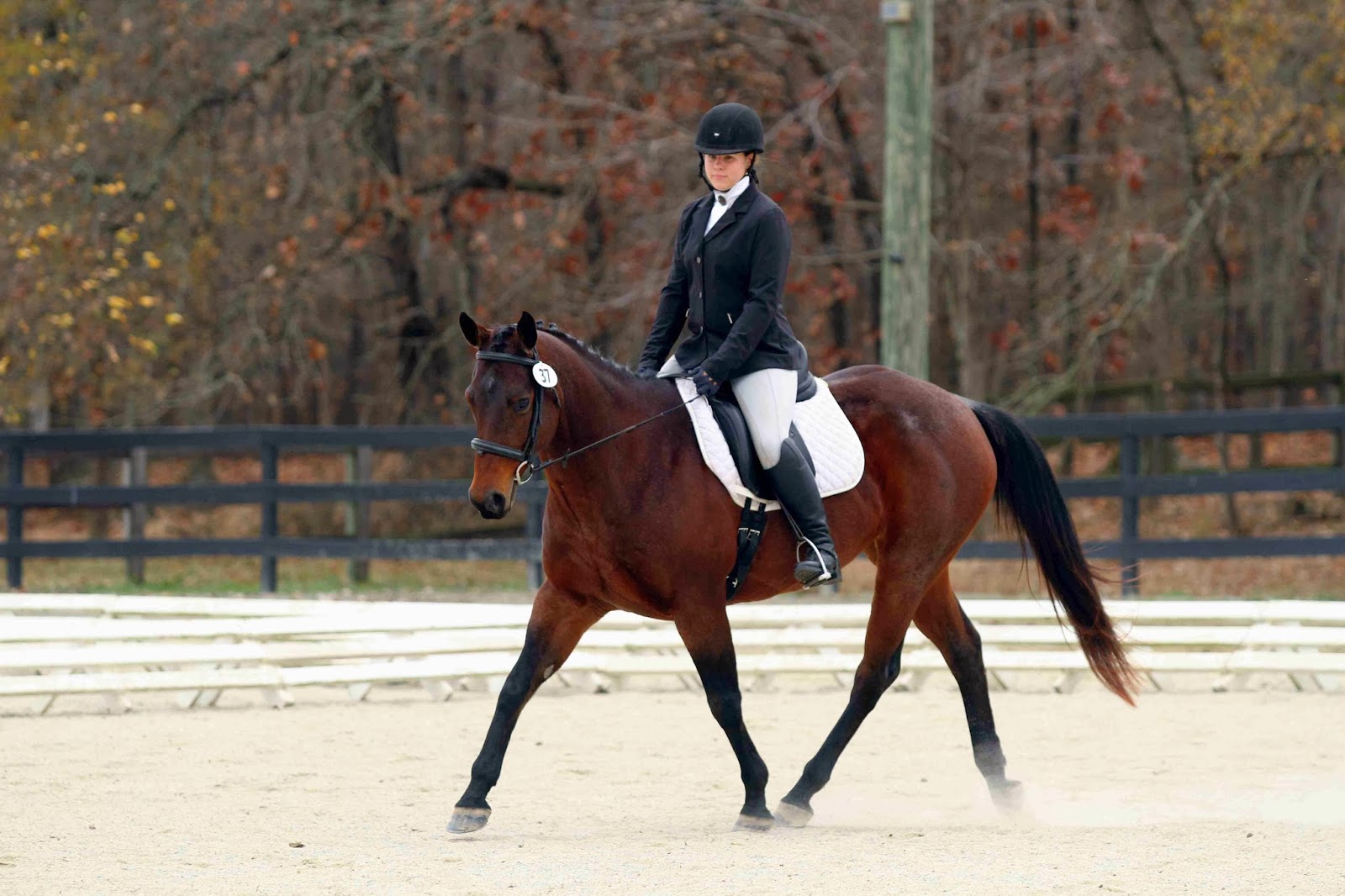A Lesson Learned: Dressage show.