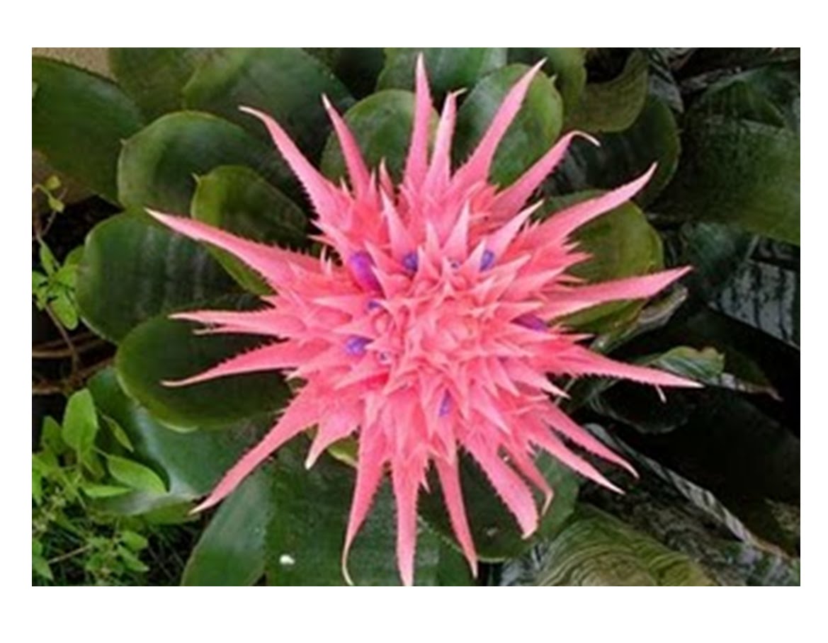 tropicalia: "flora de Angola"