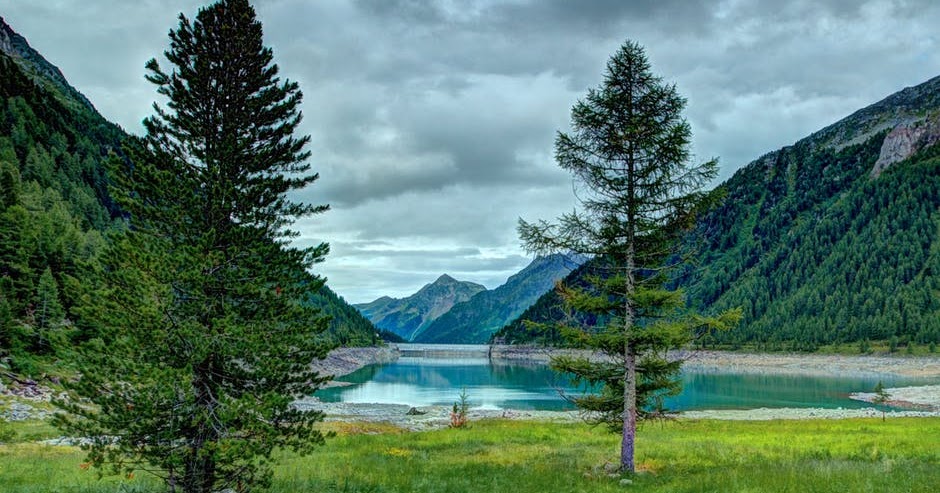 شجرة الصنوبر - فوائد وثقافة