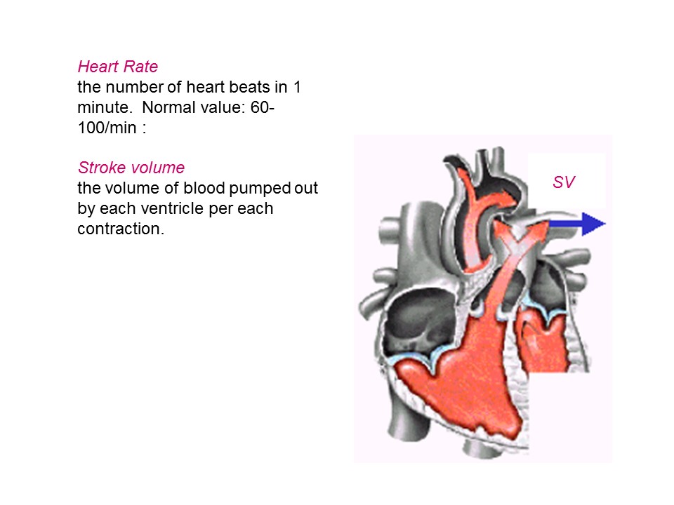 CVT Mohd Farid: Physiology Of The Heart
