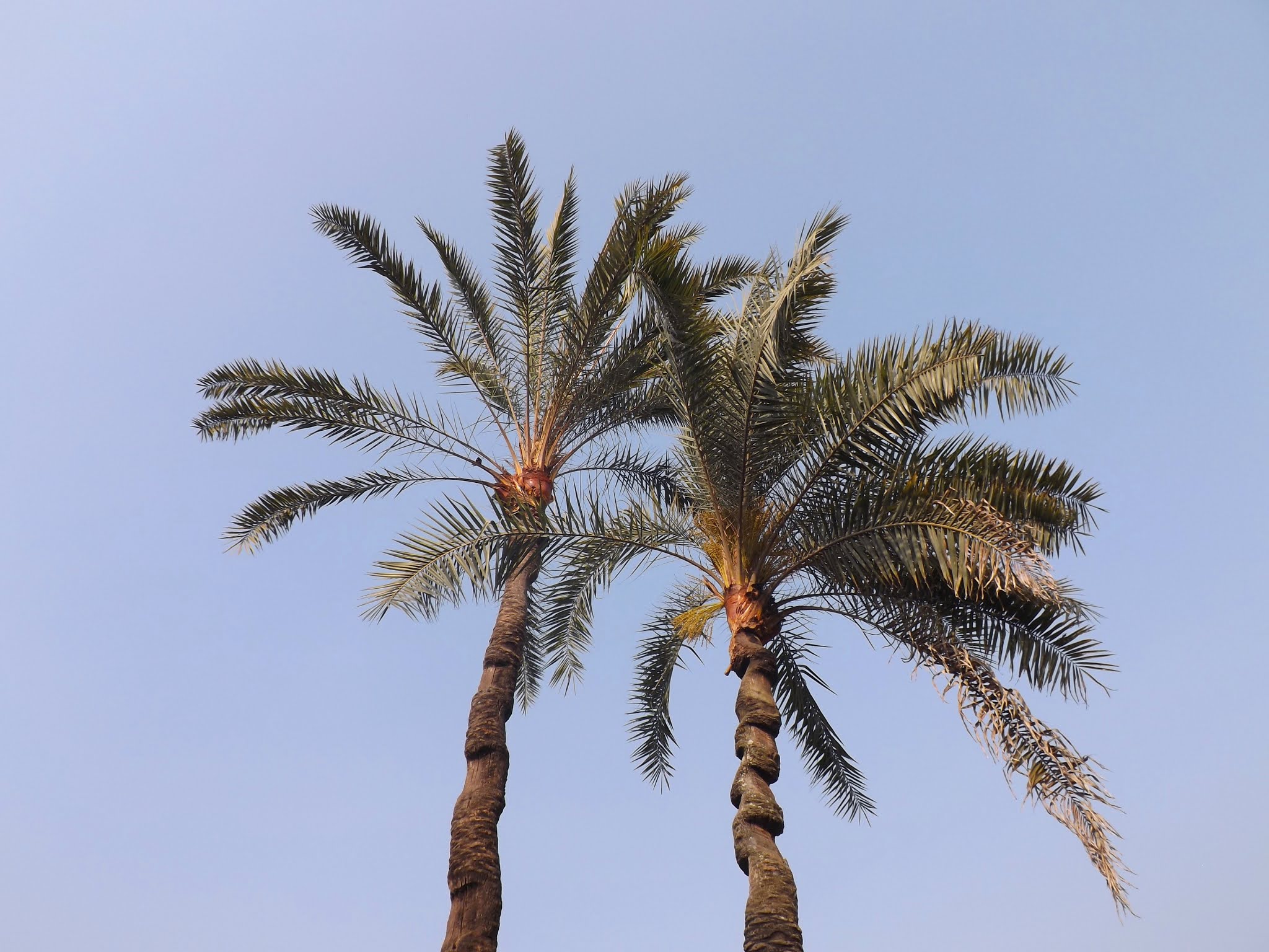 Khejur or Indian date, Phoenix sylvestris