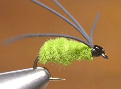 Kisatchie Fly Fishers: April 27th tying session - Bully Bluegill Spider