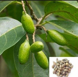 Haritaki (Terminalia chebula Retz.) Medicinal value.