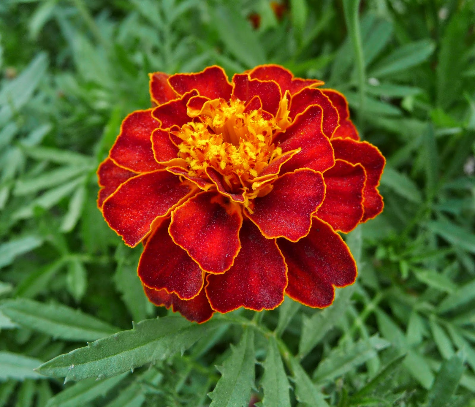 Plants: French Marigold Tagetes Patula