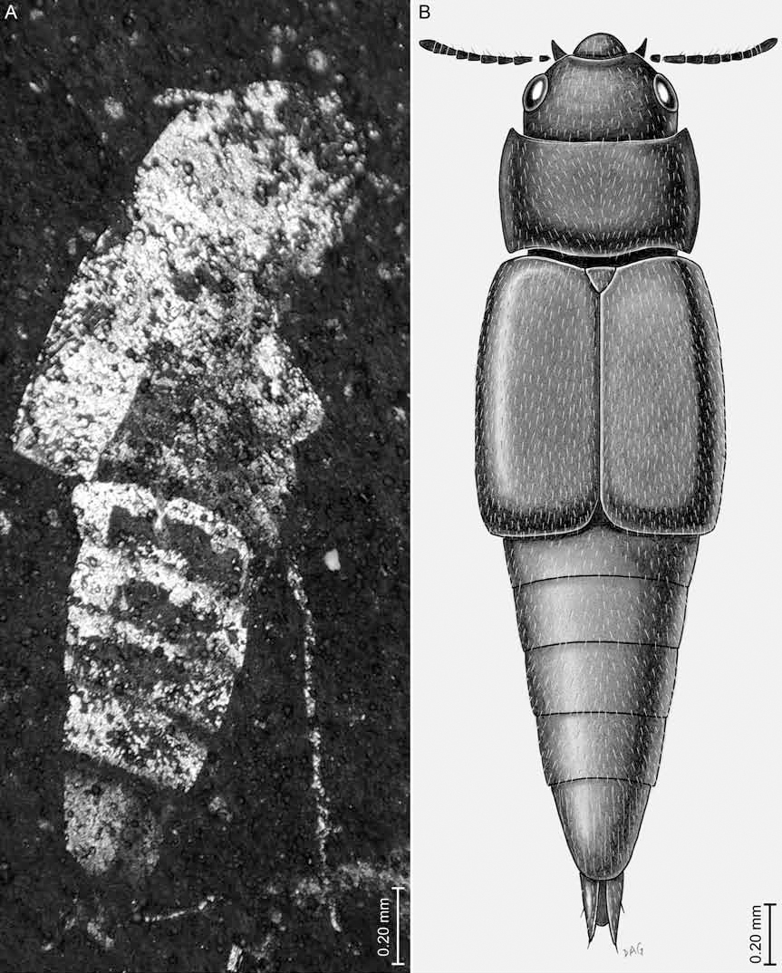 Sciency Thoughts: A Rove Beetle from the Late Triassic of Virginia.