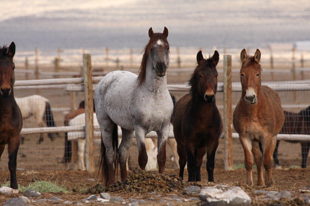 Where The Wild Horses Are: Stallions & Mules To Be Released