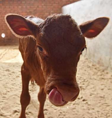 China to build massive cow cloning facility