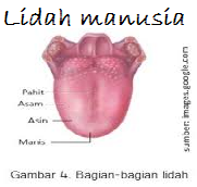 Sistem Indra Pada Manusia - Kita Punya