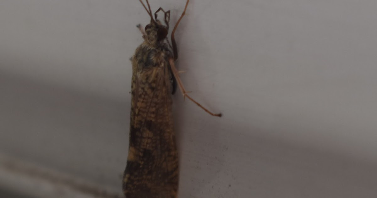 ZOOTOGRAFIANDO (6.096 ANIMALS): FRIGANEA MARMOLADA / WINDOW WINGED ...