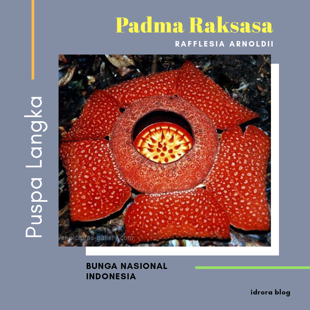 Ini Bunga Nasional Kita Mewakili Simbol Negara Indonesia - idrora