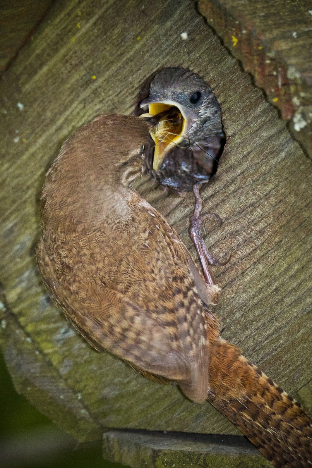 Feather Tailed Stories: House Wren Babies