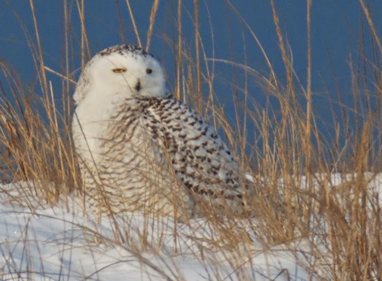 50 & Fabulous: Snowy Owls in Rhode Island